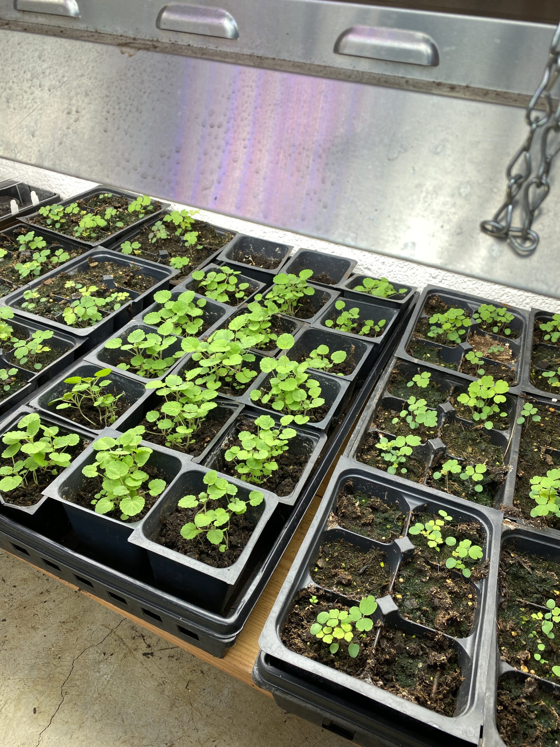 Learn about our Seed Lab - Nine Mile Creek Watershed District