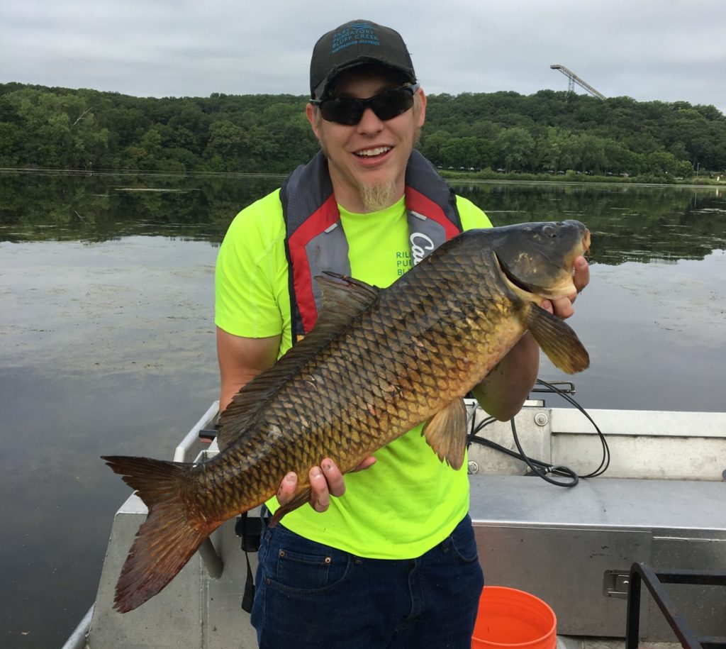 Carp Management in Normandale Lake - Nine Mile Creek Watershed District