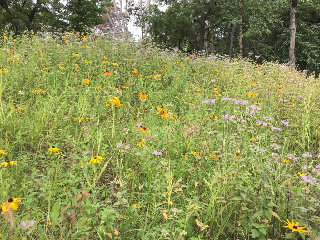 Apply for a Habitat Restoration Grant - Nine Mile Creek Watershed District
